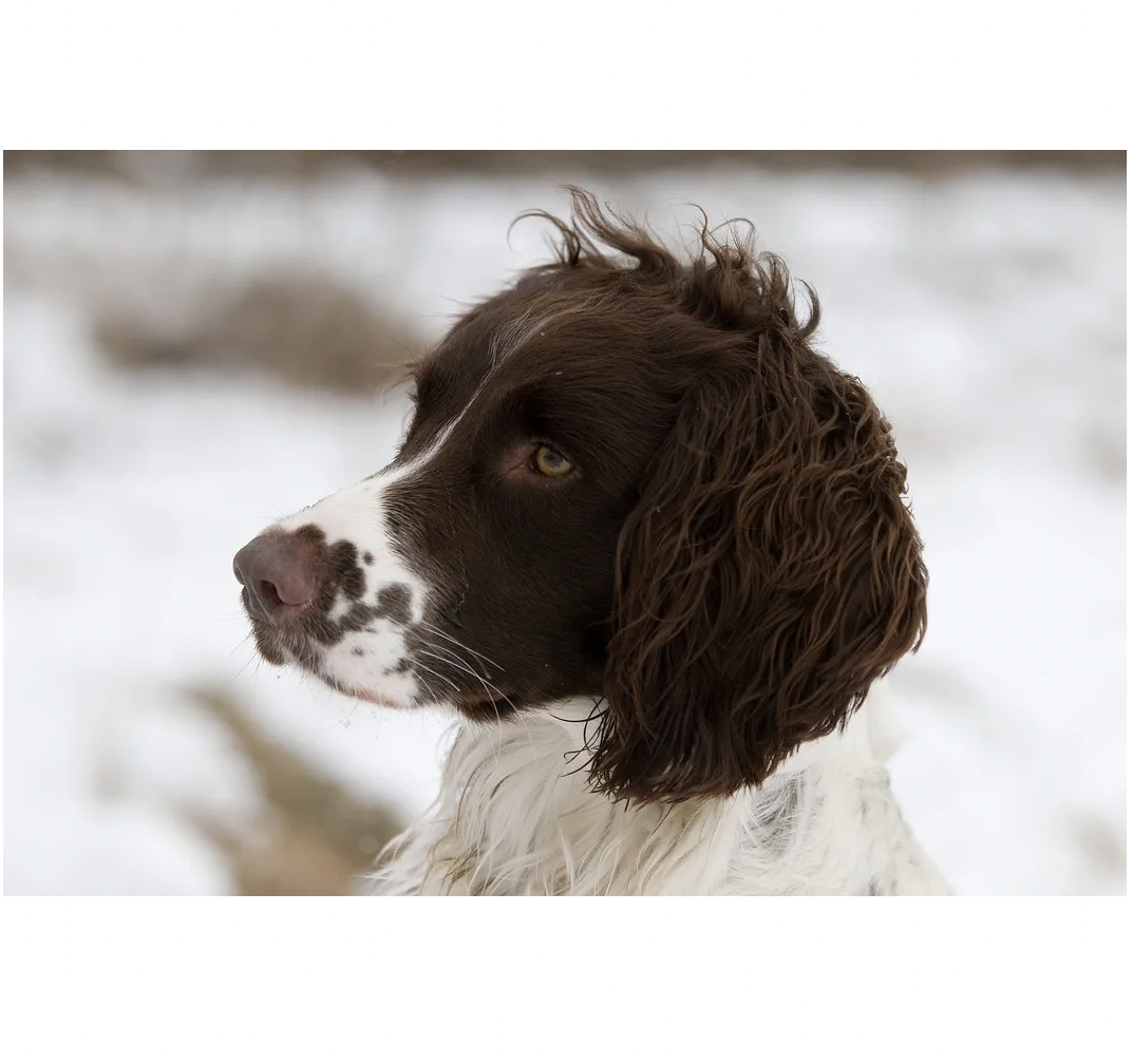 SCENTLOGIX Drug Detection Dog Starter Pack - Dogpride NL
