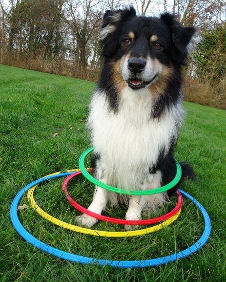 Flexibele Hoepel 60 cm - Dogpride NL
