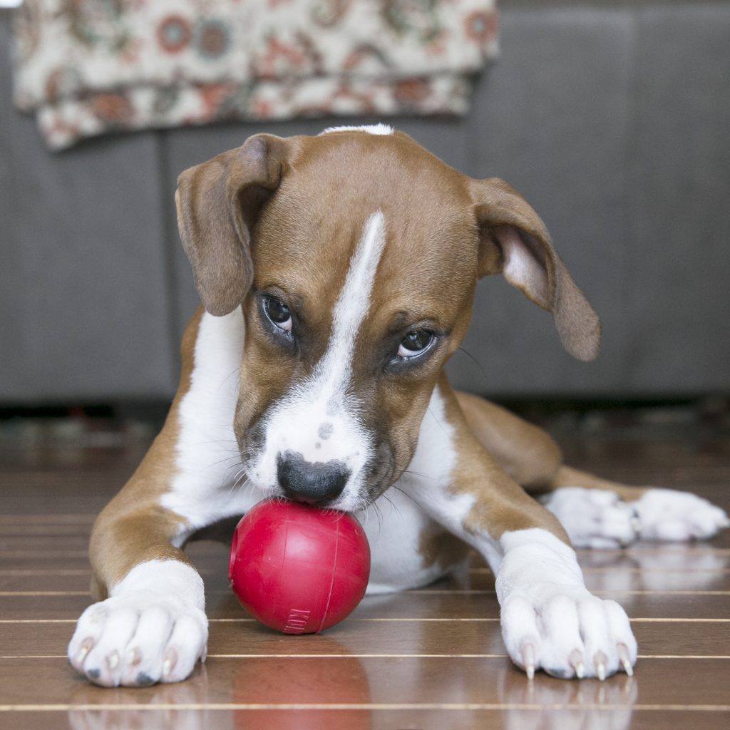 KONG Classic Bal met Gat – Duurzame Speelbal Hond